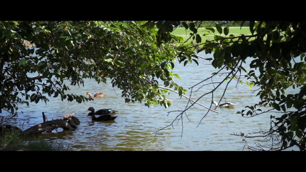 Home - Lake Worth Beach Golf Club